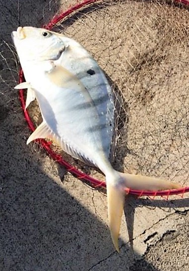 Holoholo: Big pao'pao from shore! - Hawaii Nearshore Fishing Holoholo: Big pao'pao from shore! - Hawaii Nearshore Fishing