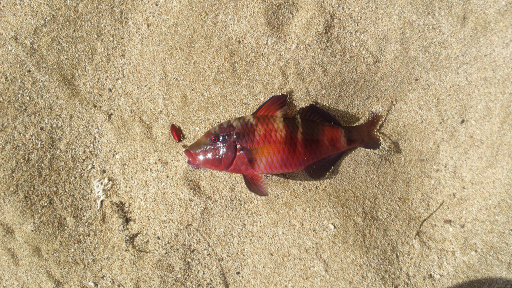 bright red moana - Hawaii Nearshore Fishing