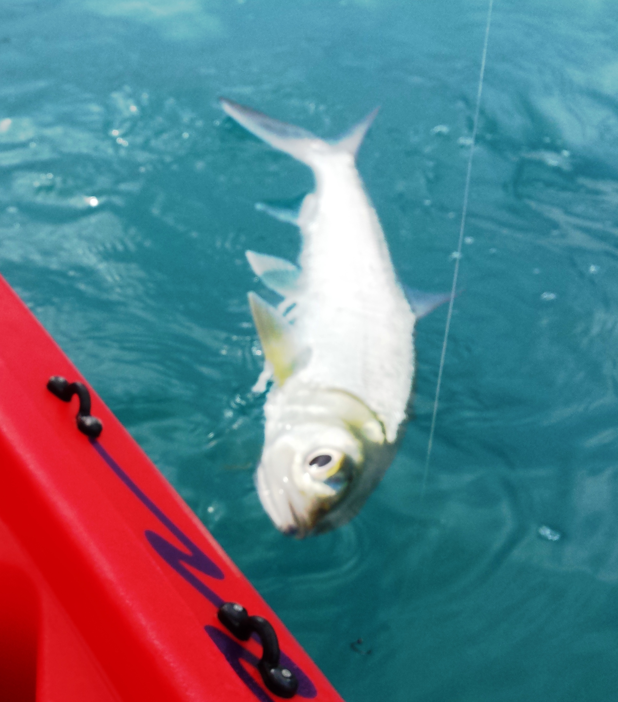One strike in 3 hrs of paddling - Hawaii Nearshore Fishing