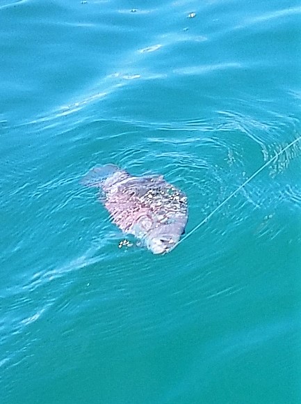 Tide, moon phase, time of day, bait, water clarity, location, season ...