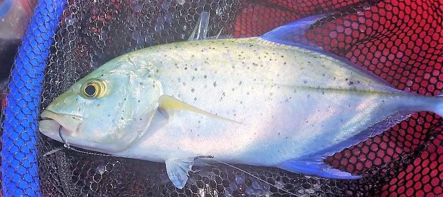What's the difference between white papio and omilu? - Hawaii Nearshore ...
