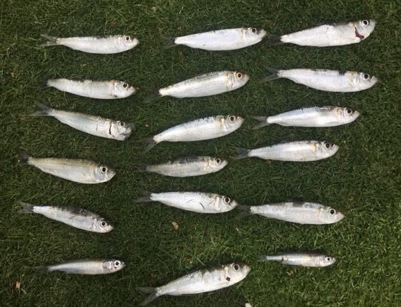 The sardines are in, and getting whacked! - Hawaii Nearshore Fishing