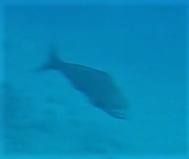 Finally... light wind, caught an opelu... but missed the fish! - Hawaii ...